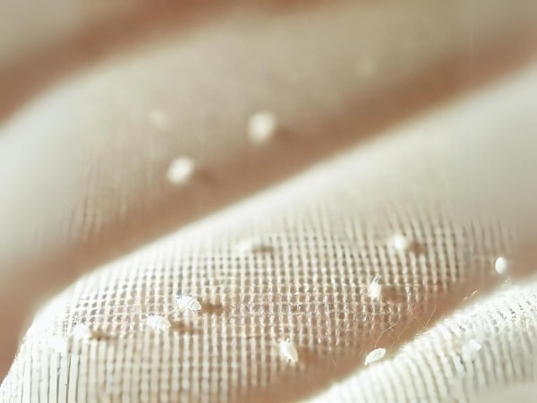 Topi in Giardino: Cosa Fare e Come Eliminarli