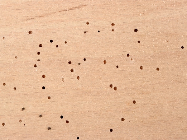Addio Acari del Legno: Ecco Come Eliminarli Definitivamente!