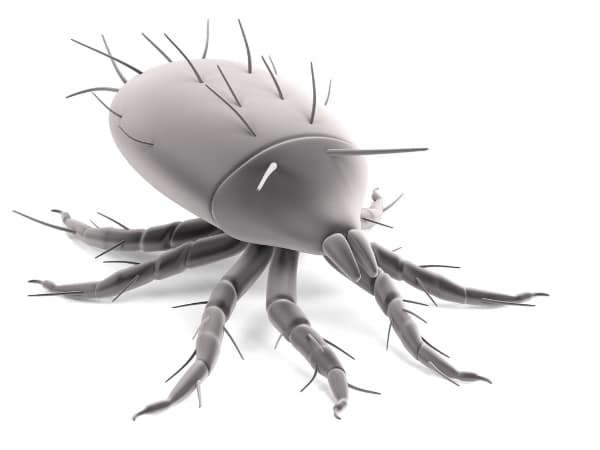 Addio Acari del Legno: Ecco Come Eliminarli Definitivamente!