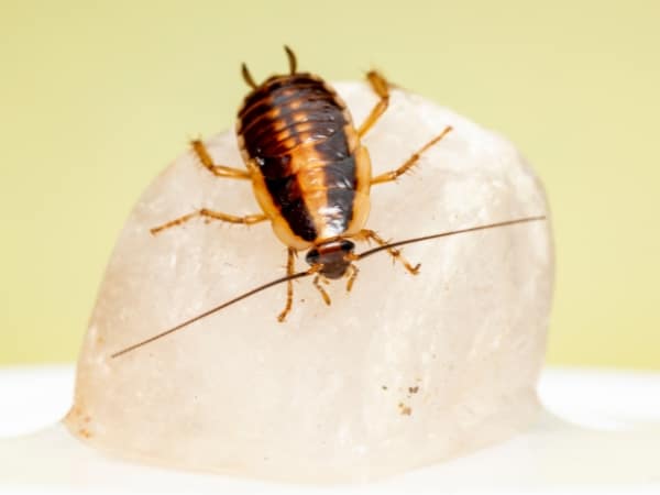 Deblattizzazione Condominiale: Tutto Quello Che Devi Sapere