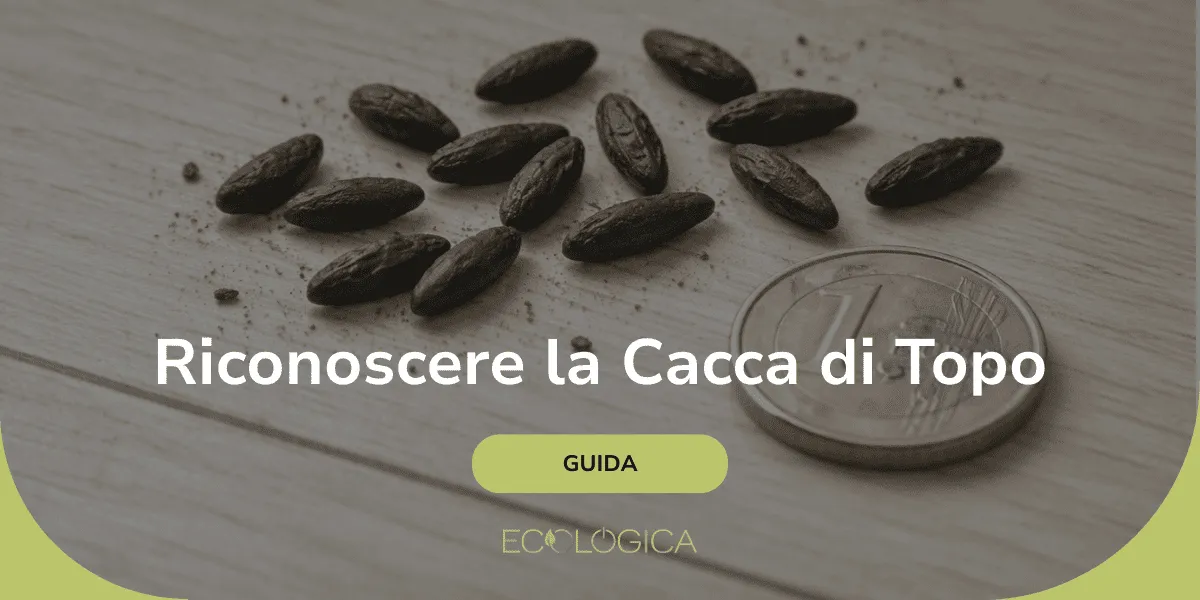 Cacca di Topo: Come Riconoscerla e Quali Rischi Comporta?
