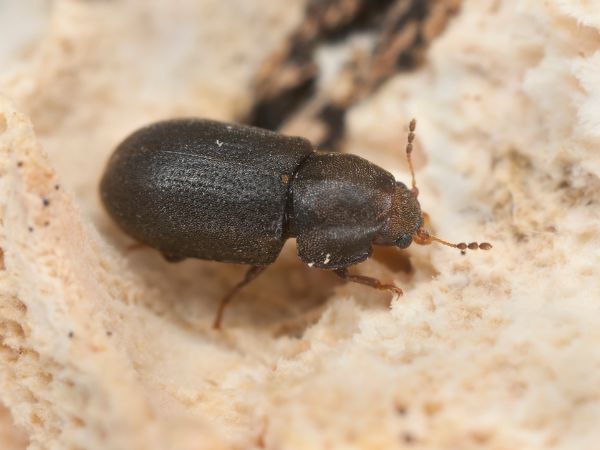 Tarlo del Legno Come Riconoscerlo ed Eliminarlo