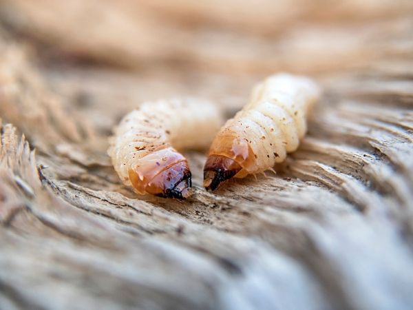 Tarlo del Legno Come Riconoscerlo ed Eliminarlo
