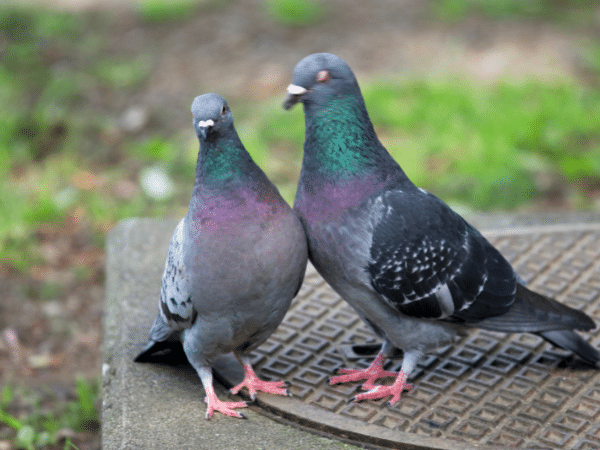 Topi in Giardino: Cosa Fare e Come Eliminarli
