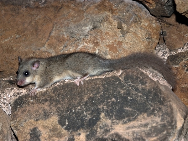 Disinfestazione Api: Rimozione sicura dell'alveare