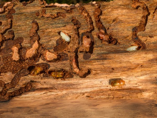 Come Eliminare i Tarli del Legno: Consigli, Rimedi e Trattamenti