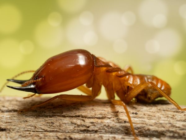 Insetti che Mangiano il Legno: Quali Sono e Come Riconoscerli