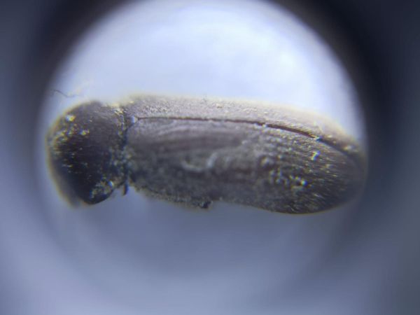 Come Eliminare i Tarli del Legno: Consigli, Rimedi e Trattamenti