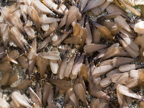 Termiti del Legno Secco: Cosa Sono e Come si Eliminano