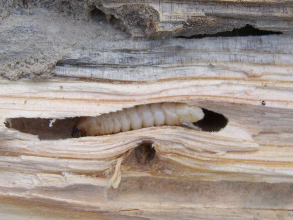 Come Eliminare i Tarli del Legno: Consigli, Rimedi e Trattamenti