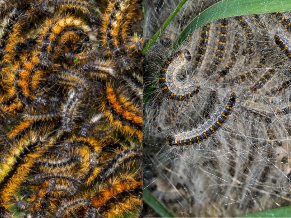 Quali tipi di processionaria ci sono in Italia?